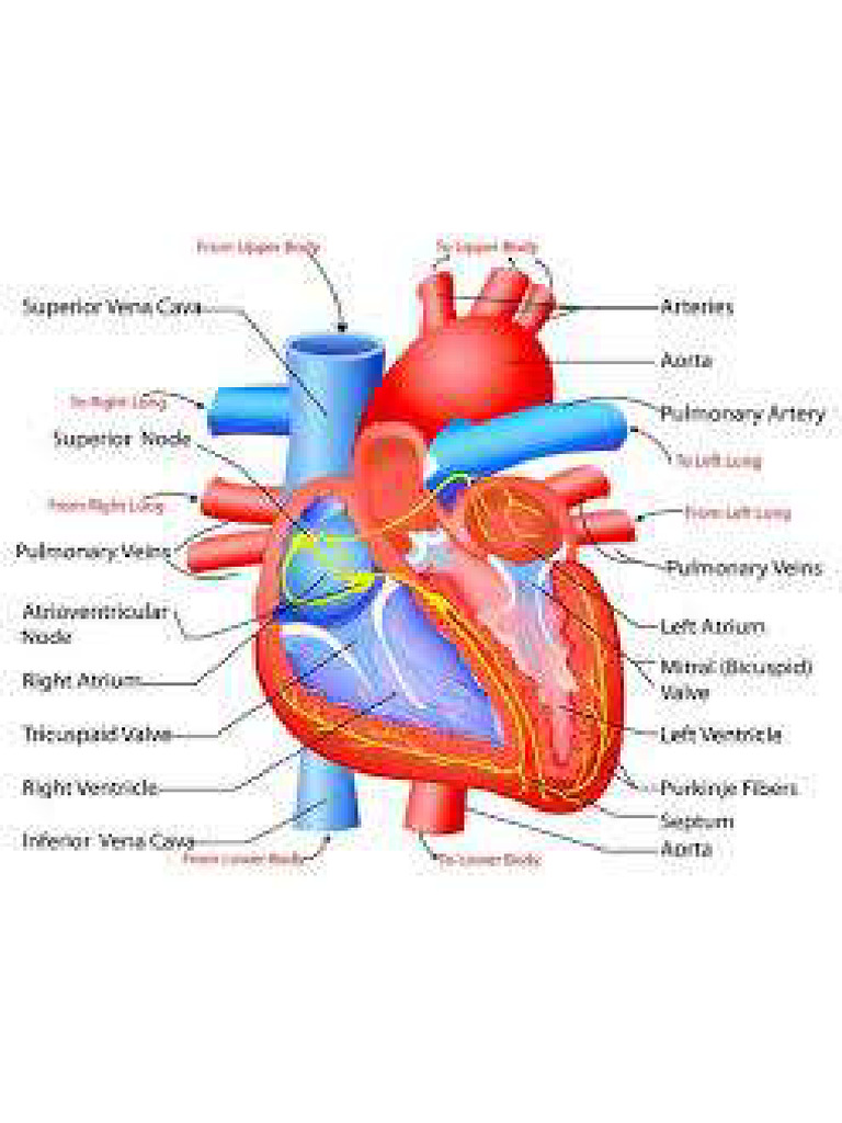 Structure and Function of Heart | PDF