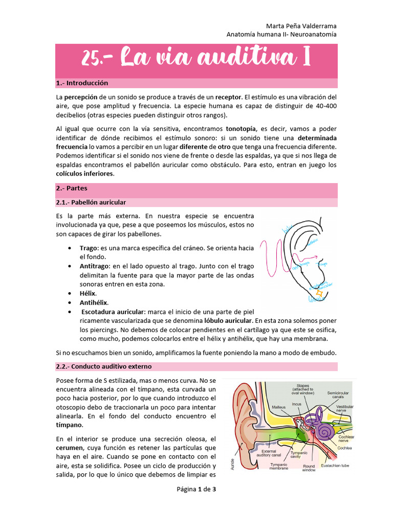 Anatomía de la Vía Auditiva | PDF | Escuchando | Audiología