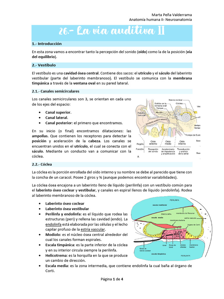 Tema 26 - La Via Auditiva II | PDF | Especialidades Medicas | Neurociencia