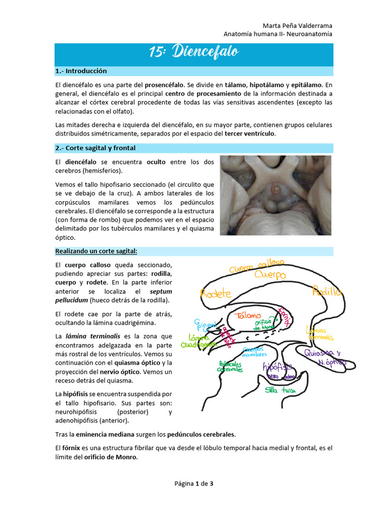 Tema 15 - Diencéfalo | PDF | Tálamo | Glándula pituitaria