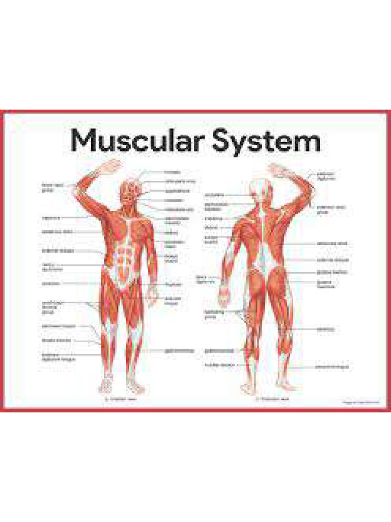 Muscular System | PDF