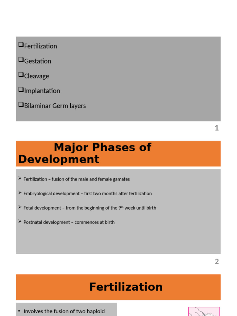 Major Phases of Human Development | PDF | Fertilisation | Uterus