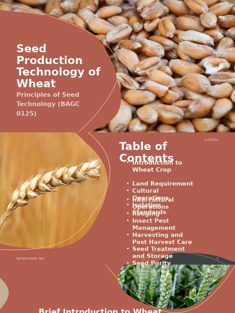 Wheat Seed Production Technology Guide | PDF | Sowing | Wheat