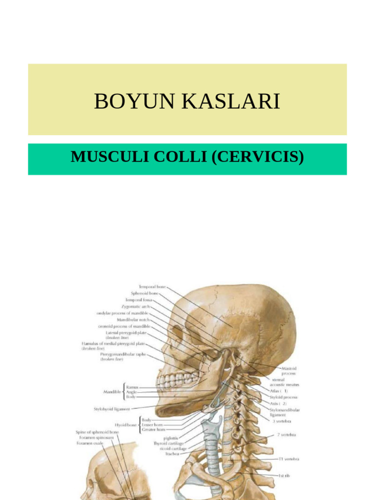 Boyun Kasları Fasyaları Plexus Cervicalis 2024 | PDF