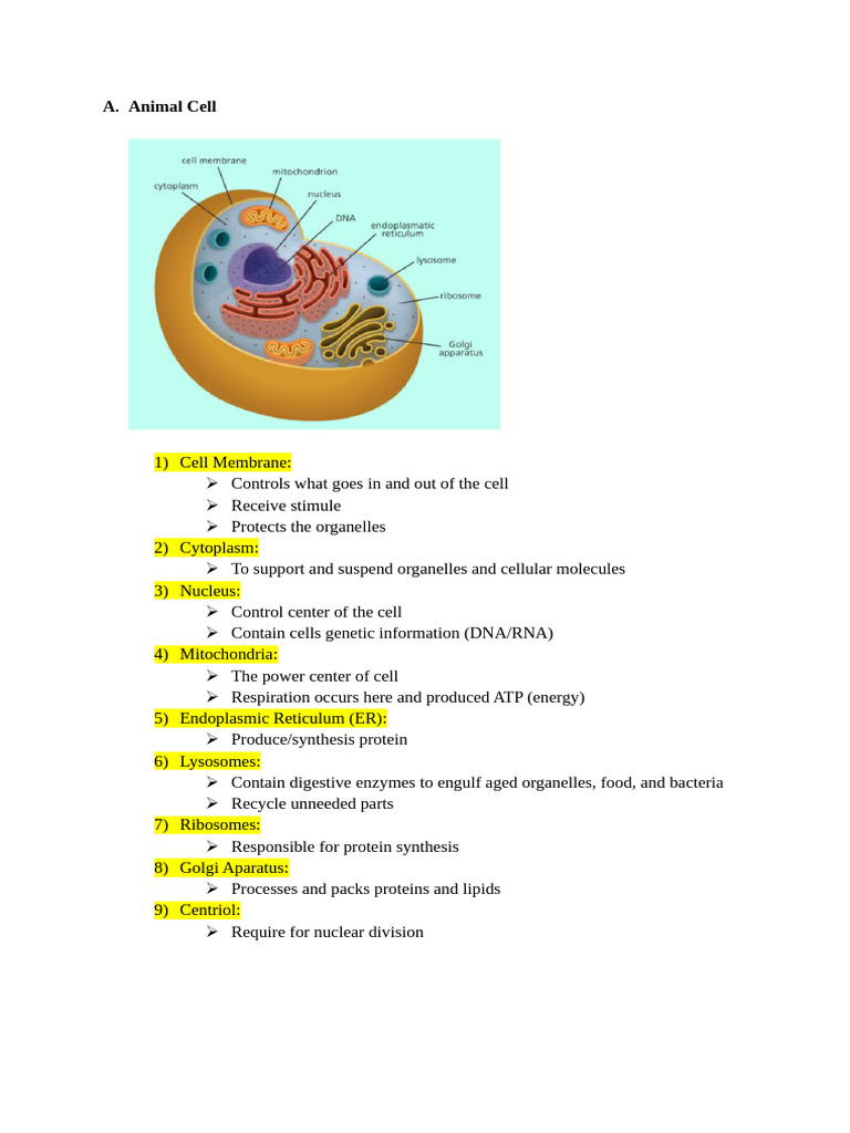 Cell and Microscope Notes | PDF | Cell (Biology) | Microscope Cell and Microscope Notes | PDF | Cell (Biology) | Microscope