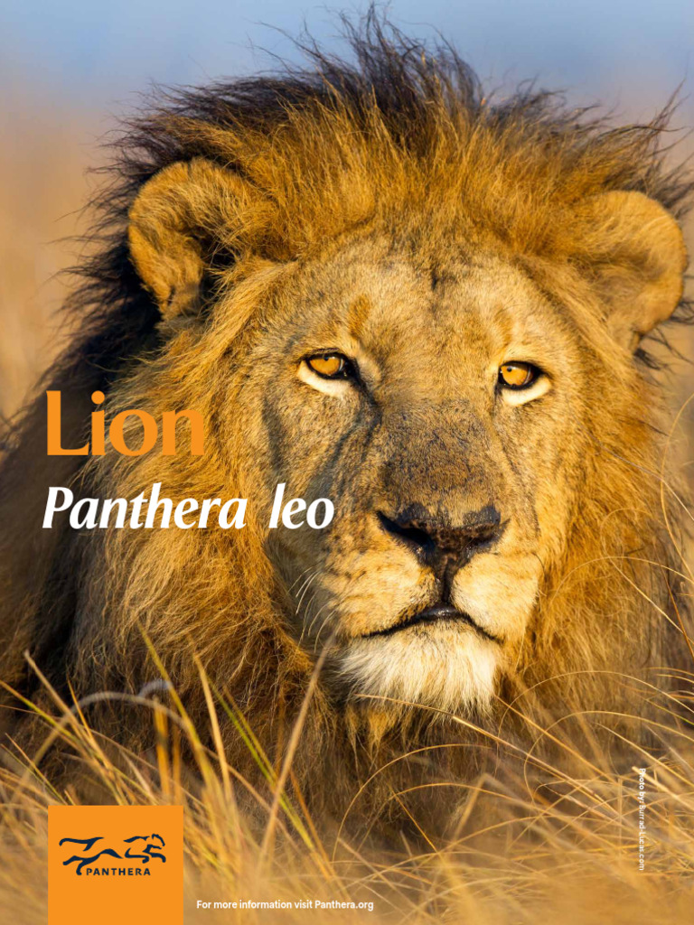 Updated Lion Fact Sheet_0 | PDF | Lion | Endangered Species