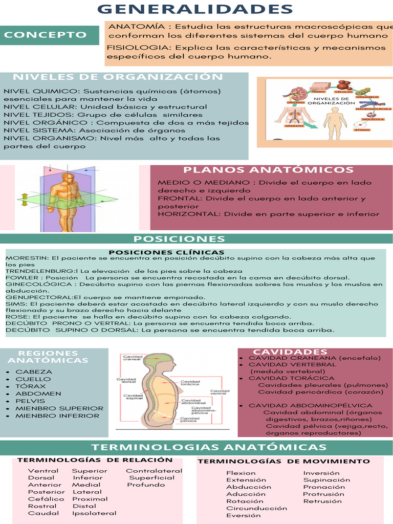 Infografia-1 | PDF | Términos anatómicos de ubicación | Anatomía