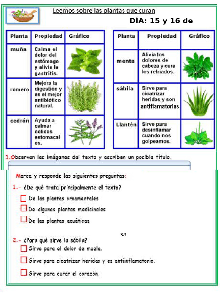 FICHA FINAL DE LAS PLANTAS MEDICINALES 2DO GRADO | PDF