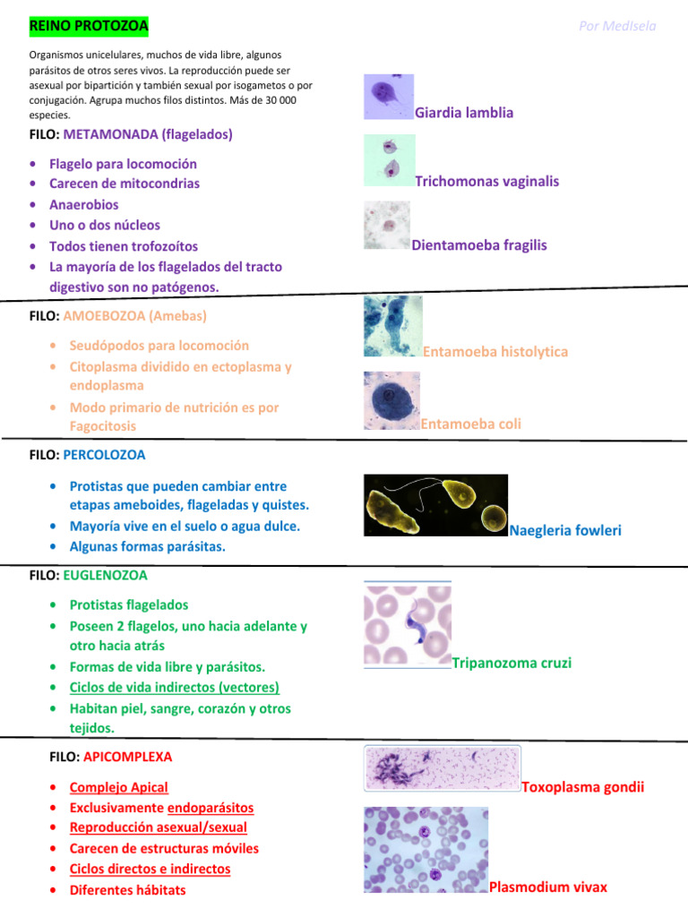 Resumen Lab 1 | PDF | Protozoos | Organismos