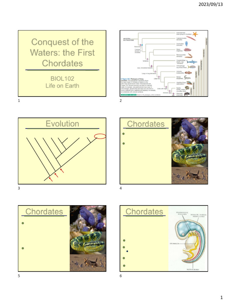 Vertebrates L1 Early Chordates 2023 | PDF | Vertebrates | Chordates
