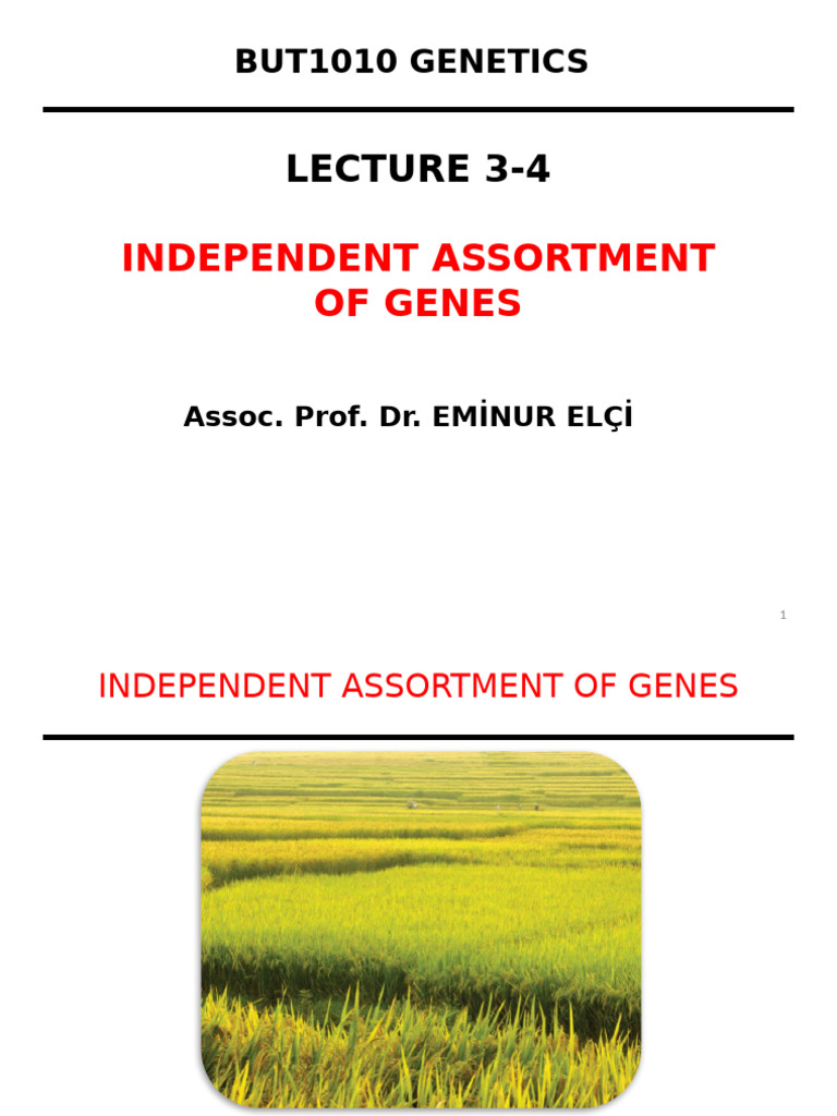 Lecture 3-4 Independent Assortment of Genes | PDF | Genetics