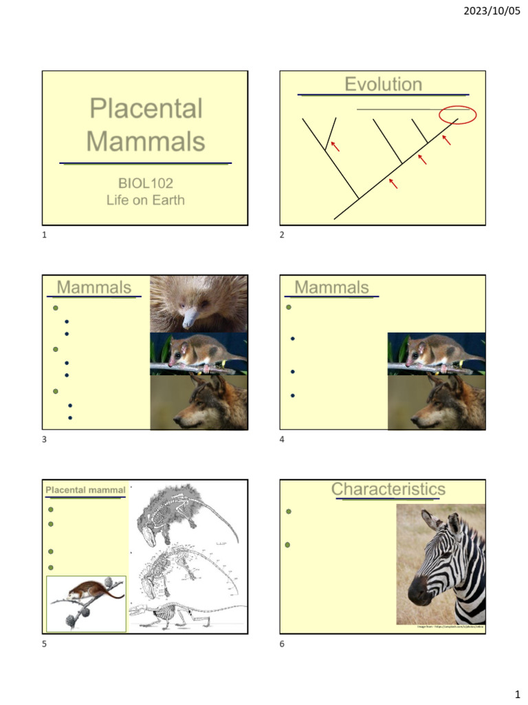Vertebrates L8 Placental Mammals | PDF | Mammals | Whales