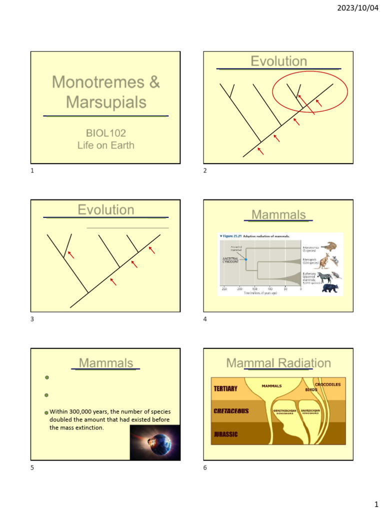 Vertebrates L7 Monotremes and Marsupials | PDF | Mammals | Marsupials