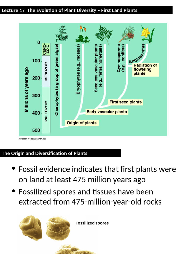 Evolution of Early Land Plants | PDF | Moss | Biology