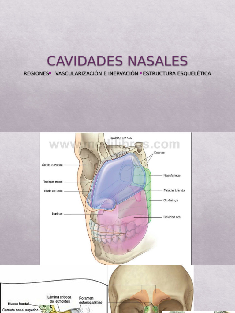 Estructura y vascularización de cavidades nasales | PDF