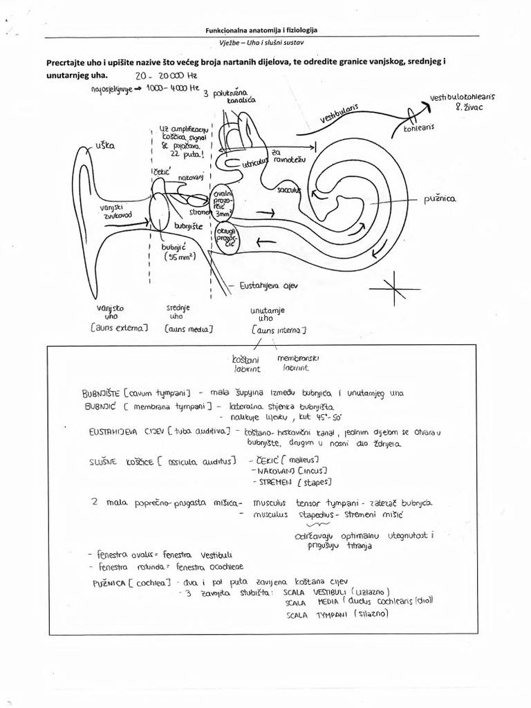 Riješene Vježbe Iz Anatomije | PDF
