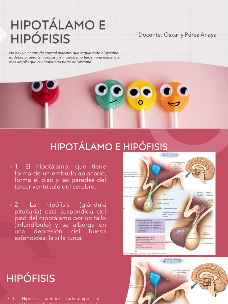 Hipotálamo e Hipófisis | PDF | Glándula pituitaria | Hipotálamo