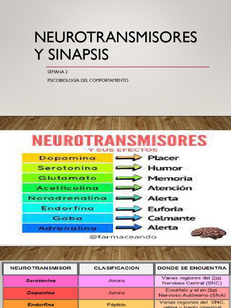 Neurotransmisores y Sinapsis | PDF