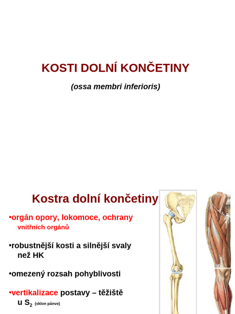 Kosti Dolni Koncetiny | PDF