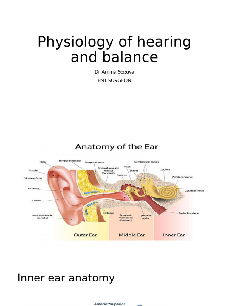 Physiology of Hearing and Balance 2023 | PDF | Ear | Vestibular System