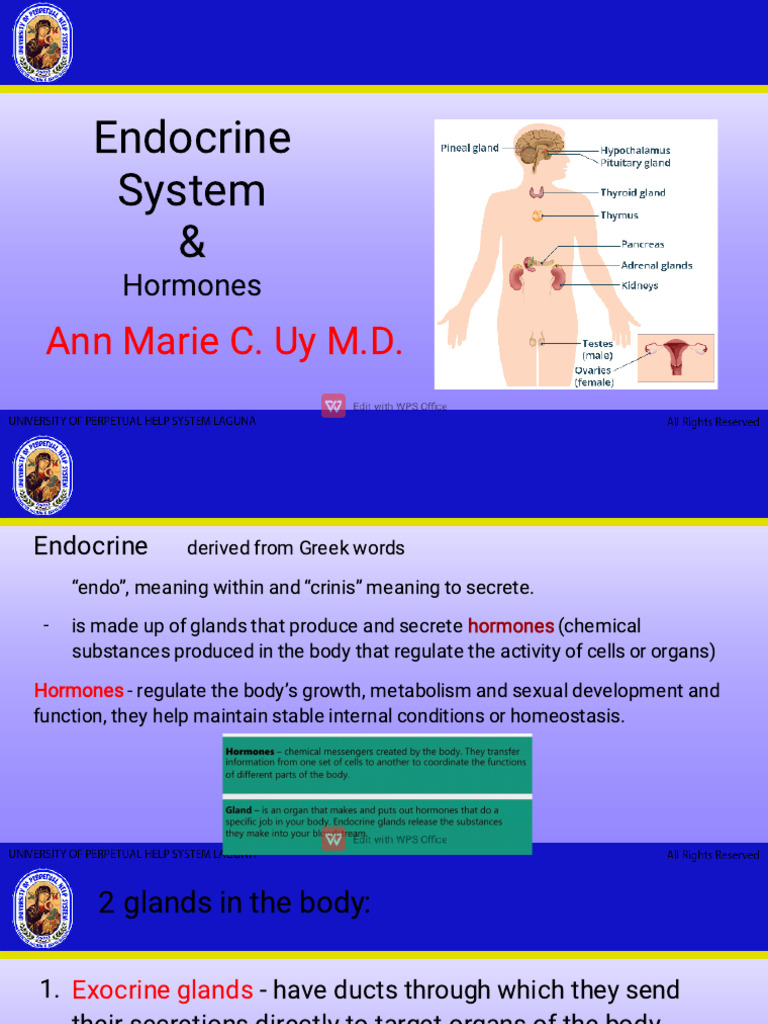 Endocrine Glands and Hormones | PDF | Endocrine System | Hormone