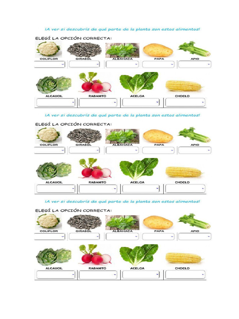 Actividad de Las Plantas Semillas | PDF
