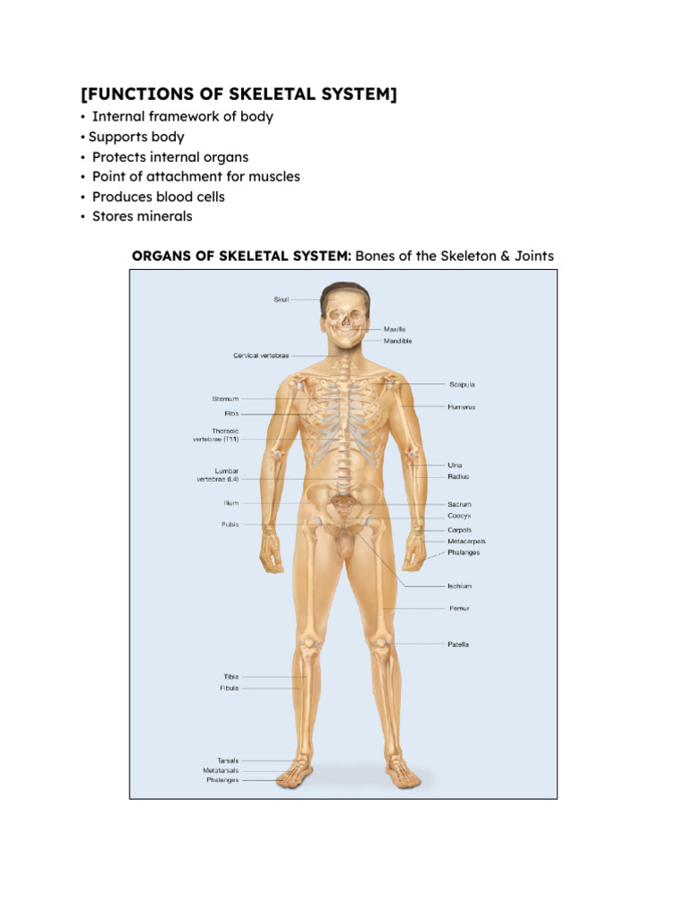 MedTerm-Musculoskeletal | PDF | Anatomical Terms Of Motion | Vertebral Column