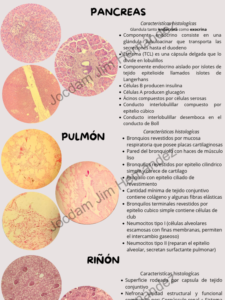 Repaso Laminillas 2do Parcial | PDF | Epitelio | Riñón