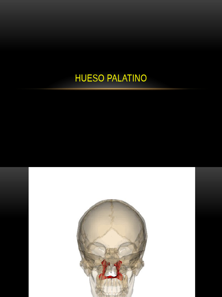 Hueso Palatino | PDF | Sistema musculoesquelético | Otorrinolaringología