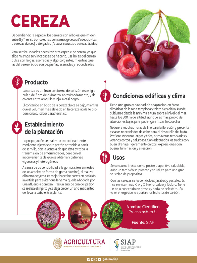 Cereza Monografi A 2023 | PDF | Cereza | Frutas comestibles