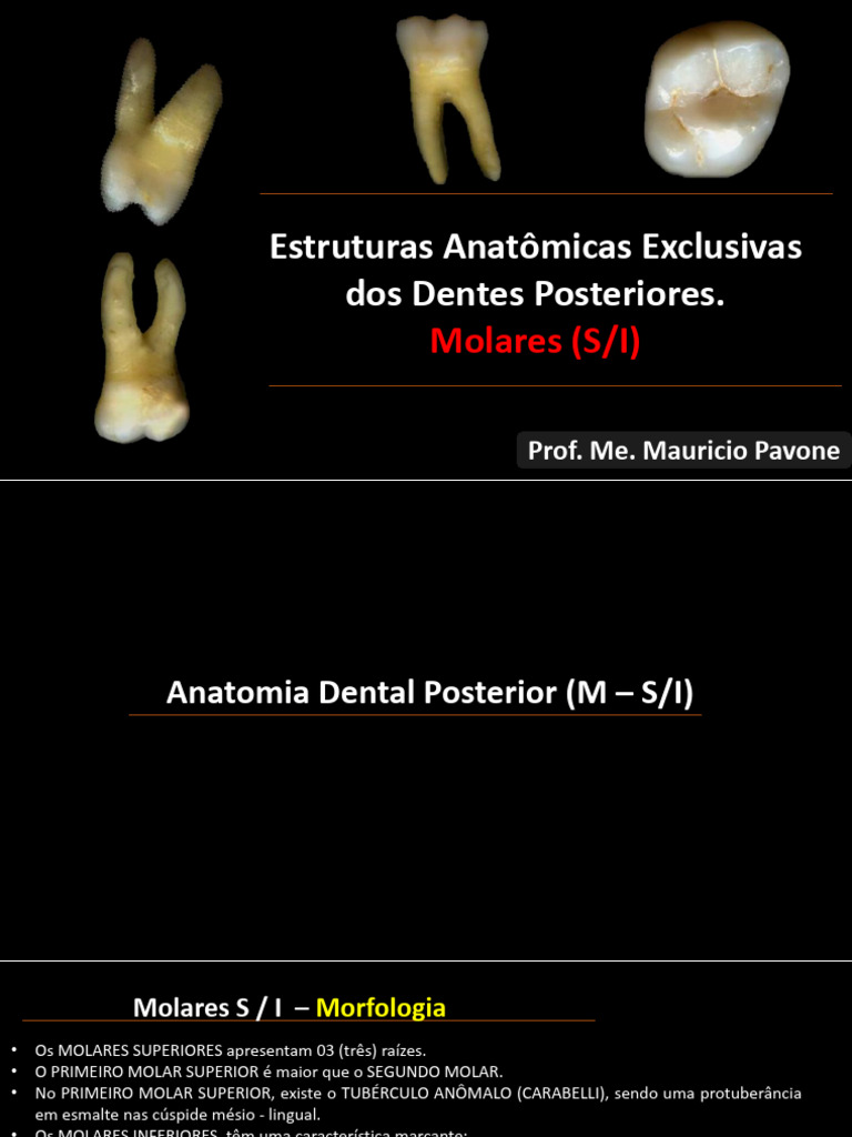 Aula Anatomia Molares | PDF | Dente humano | Odontologia