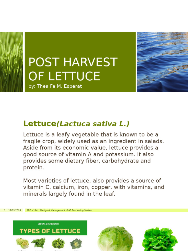 Post-Harvest Handling of Lettuce | PDF | Lettuce | Agriculture