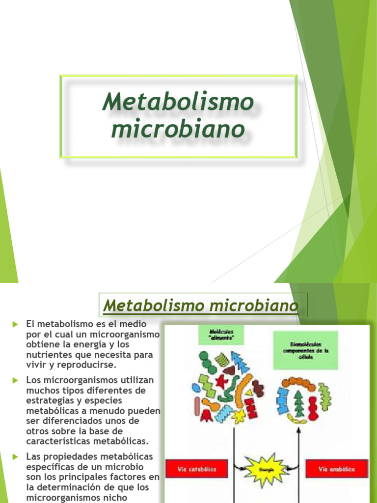 Metabolismo Microbiano | PDF | Respiración celular | Cadena de ...