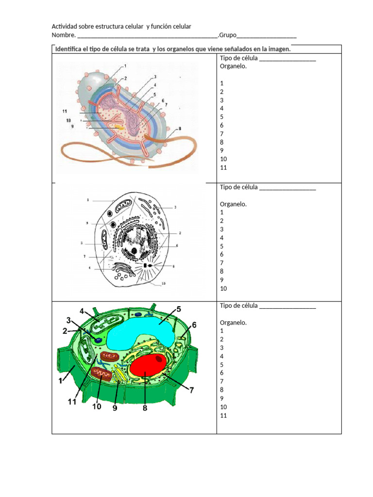 ACTIVIDAD TIPOs DE CELULA ORGANELOS. eucariota-PROCARIOTA | PDF | Biología Celular) | Organelle