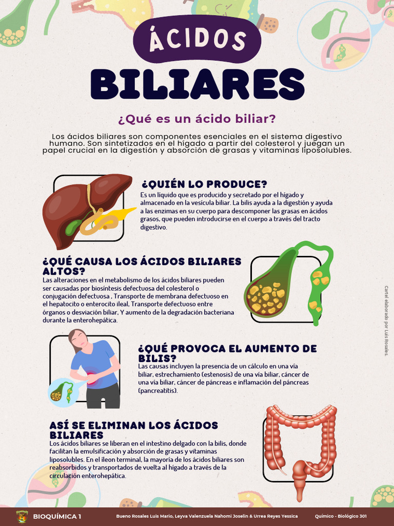 Ácidos Biliares (RGB) | PDF