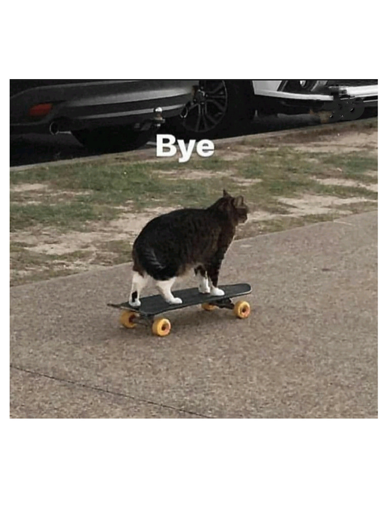 Bye Cat | PDF