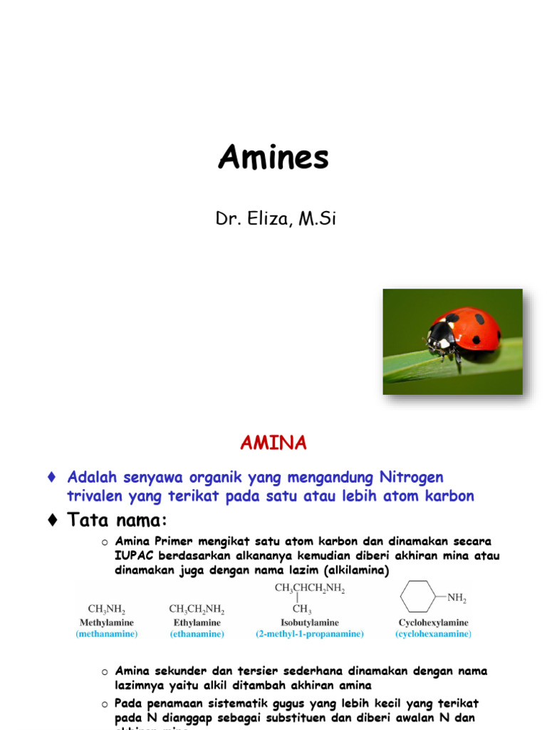 amina edit | PDF