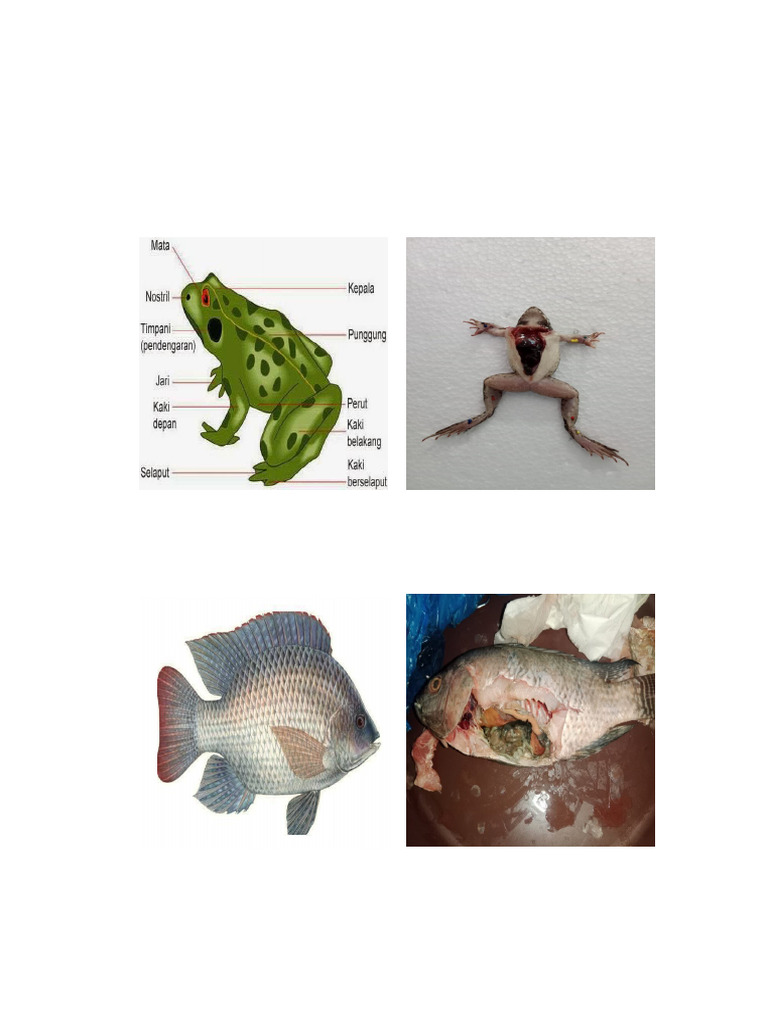 Gambar Eksperimen Katak Dan Ikan | PDF