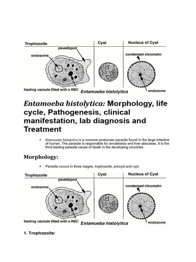 Entamoeba Histolytica Morphology Life Cycle Entamoeba Histolytica: