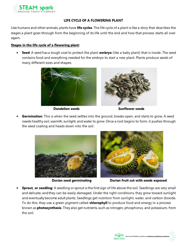 Life Cycle of Flowering Plants Explained | PDF | Flowers | Seedling