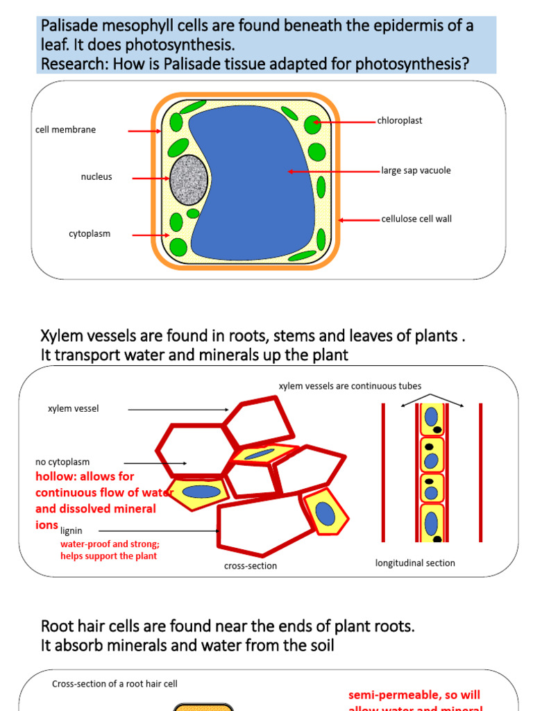 Specialized Plant Cells Overview | PDF