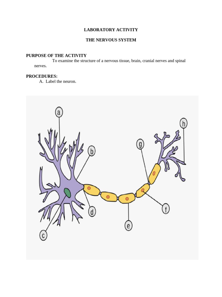 Nervous System Laboratory Activity | PDF | Teaching Methods & Materials ...