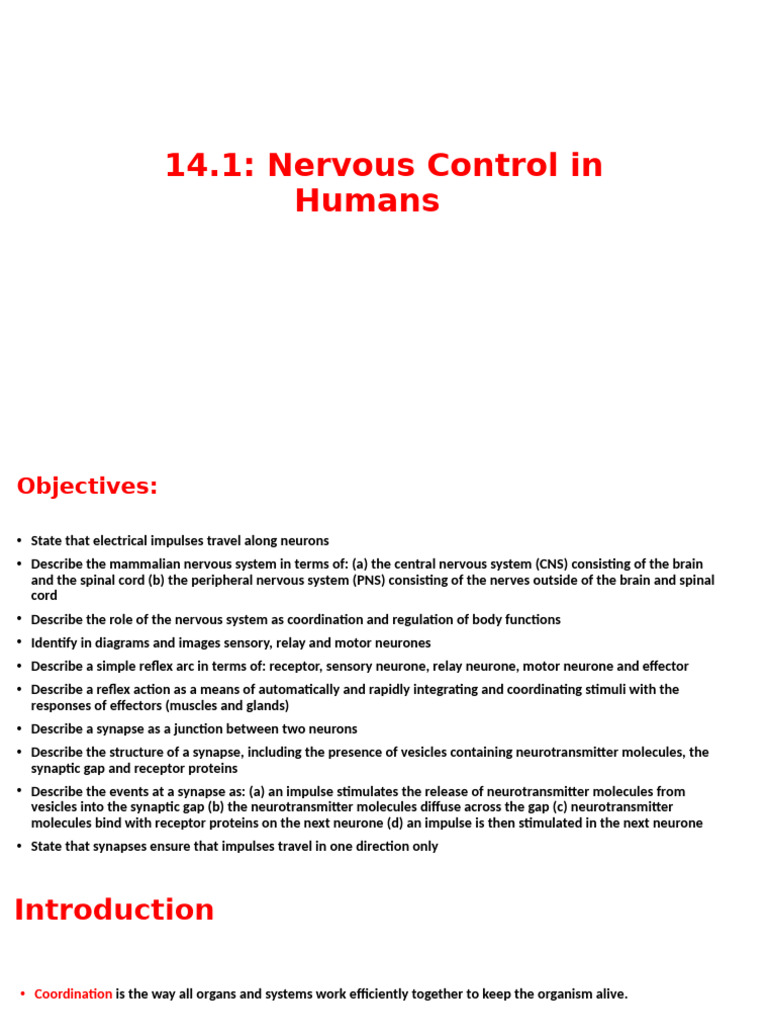 14.1 Nervous Control in Humans | PDF | Nervous System | Chemical Synapse