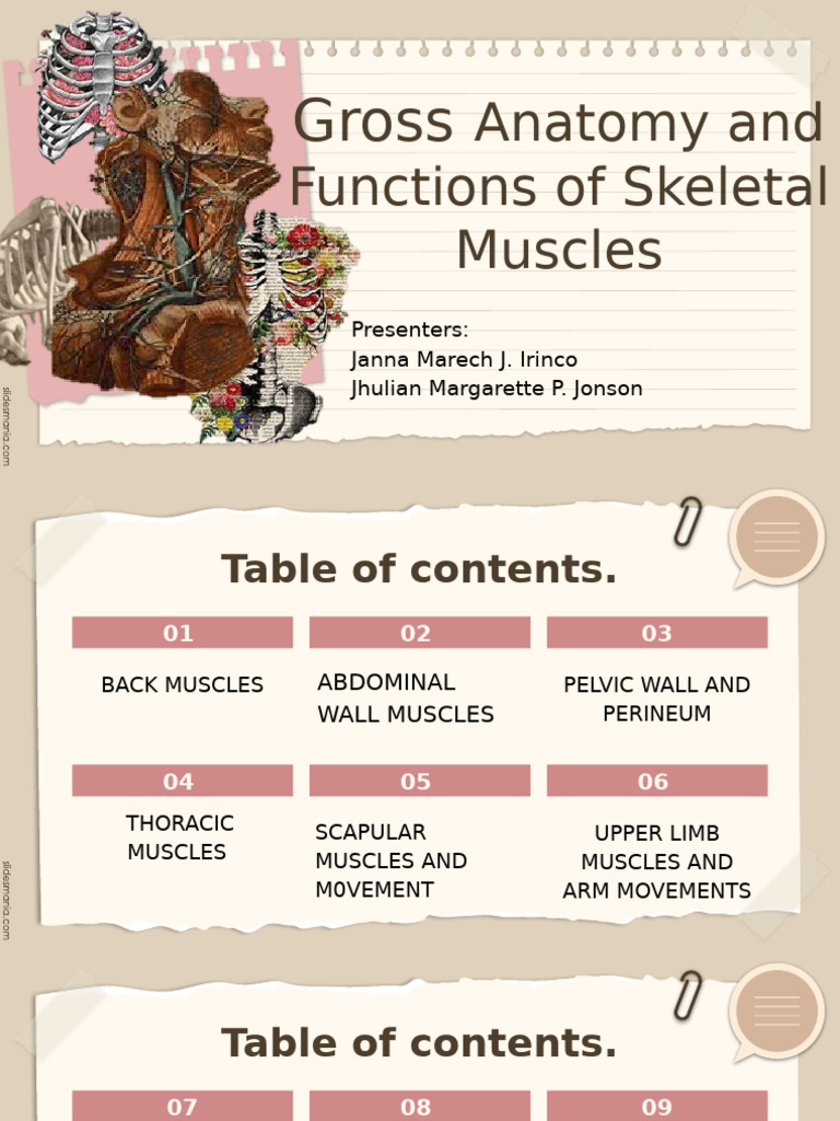 Gross Anatomy Muscular System | PDF | Pelvis | Vertebra