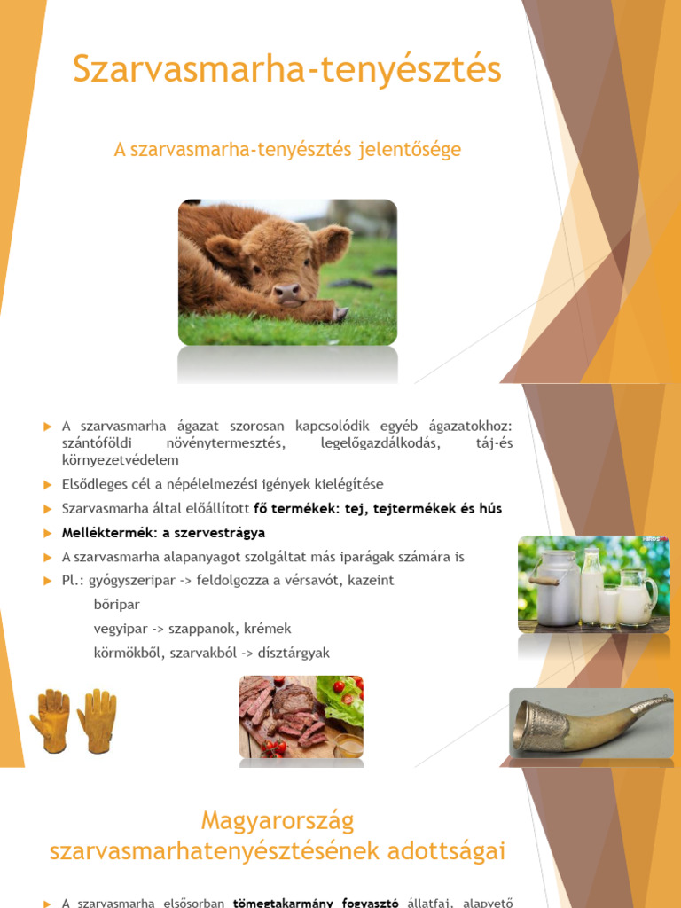 Ea. A Szarvasmarha-Tenyésztés Jelentősége | PDF