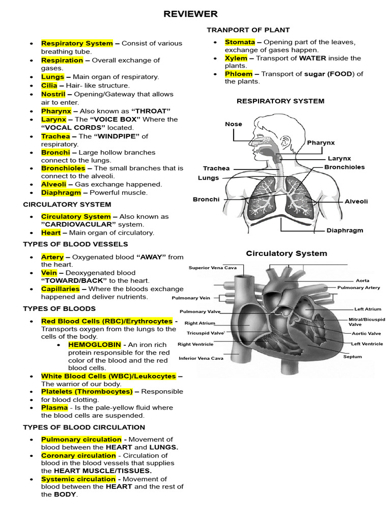 RESPIRATORY-SYSTEM-Reviewer | PDF | Lung | Blood