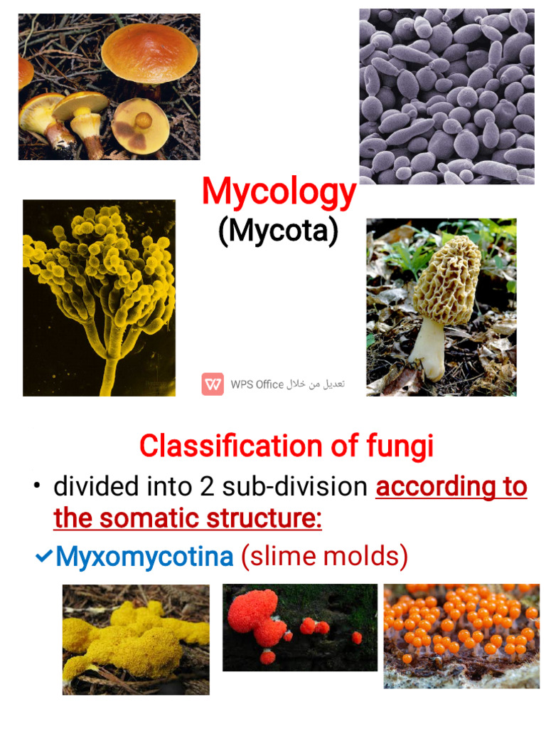 Mycota Classification and Importance | PDF | Fungus | Yeast