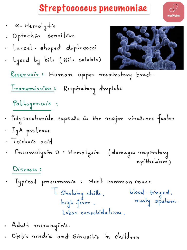 Streptococcus Pneumoniae Pdf Pneumonia Meningitis