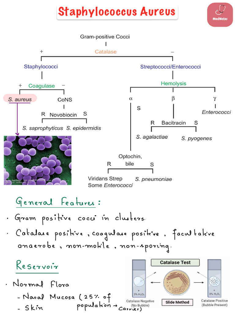 2. Staphylococcus Aureus | PDF | Staphylococcus Aureus | Staphylococcus