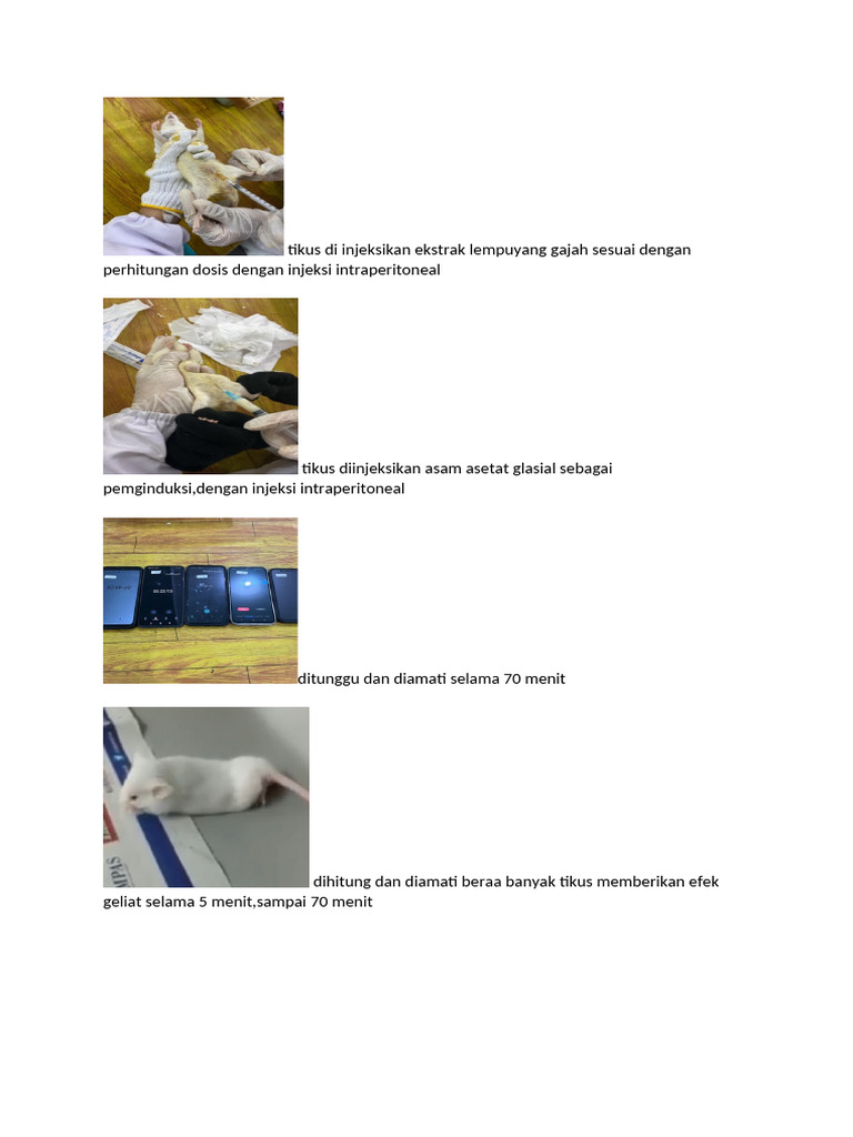 Tikus Di Injeksikan Ekstrak Lempuyang Gajah Sesuai Dengan Perhitungan ...
